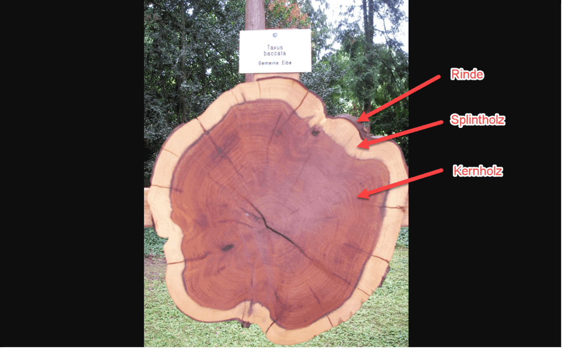 Eibenholz - BAUBEAVER